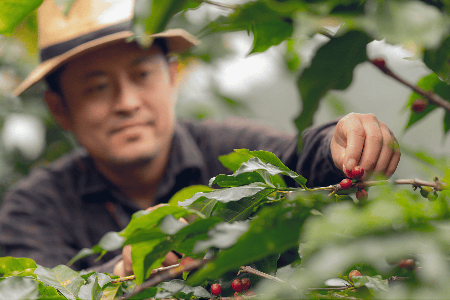 Deep Dive into Chinese Coffee